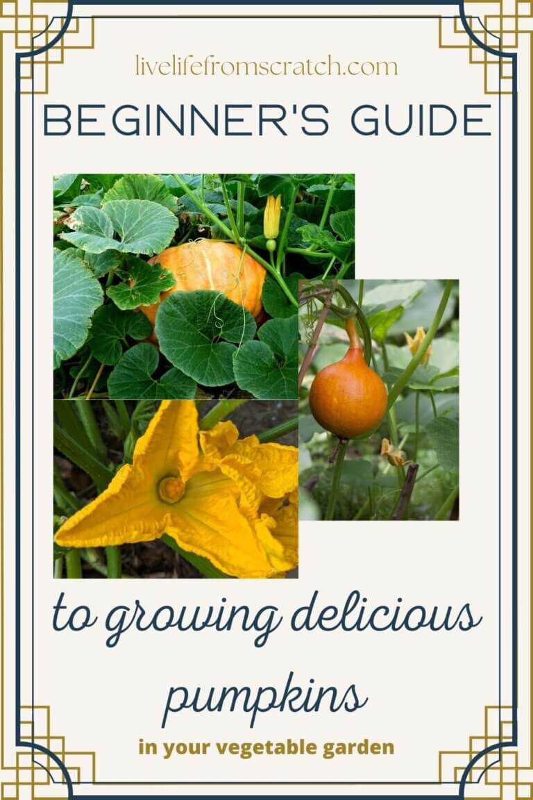 Beginner's guide on how to grow pumpkins successfully - Live Life from ...