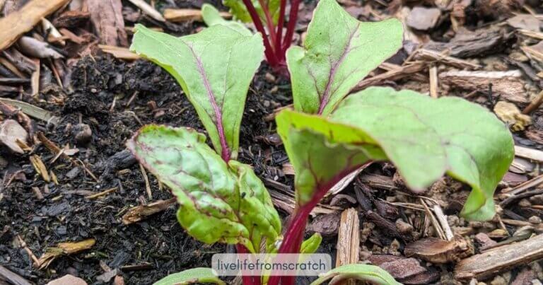 Beginner's Guide on How to Grow Beets in a Vegetable Garden - Live Life ...