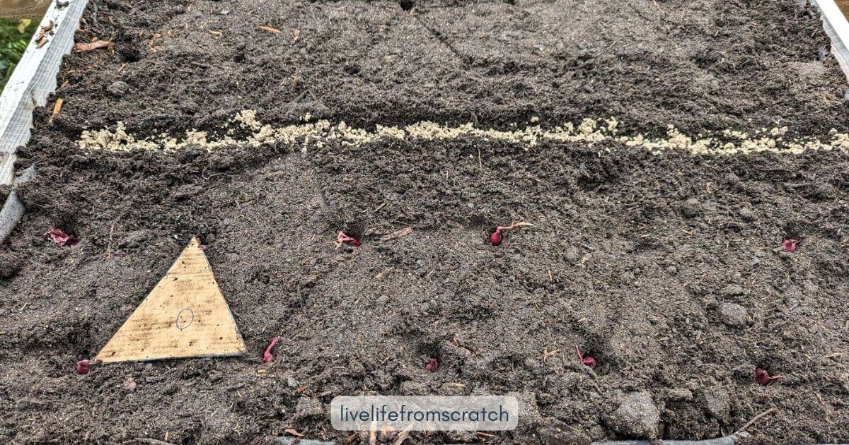 Beginner's Guide on How to Grow Carrots in Your Garden - Live Life from ...