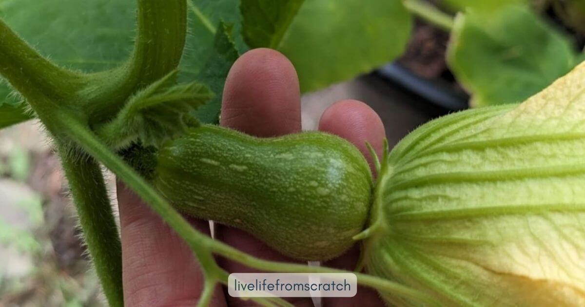 Beginner's guide on how to grow pumpkins successfully - Live Life from ...