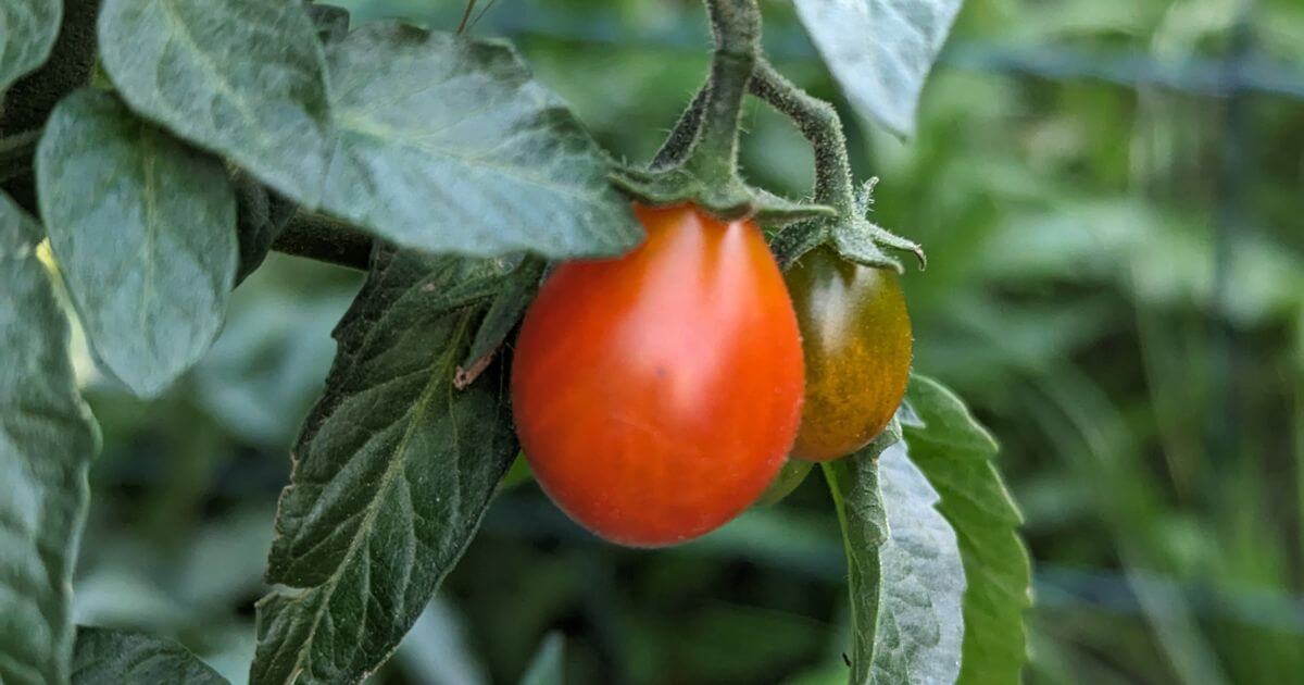 How to grow tomatoes