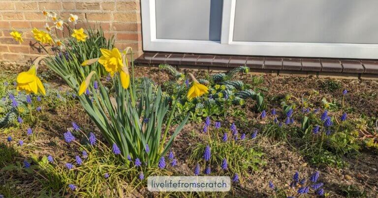 Beginner's Guide on How to Plant Bulb Flowers - Live Life from Scratch