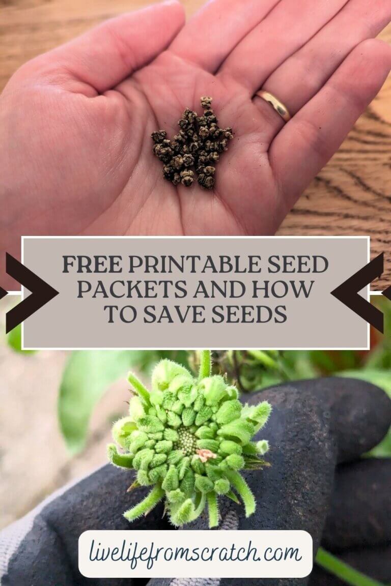 Free printable seed packets and how to save seeds - Live Life from Scratch