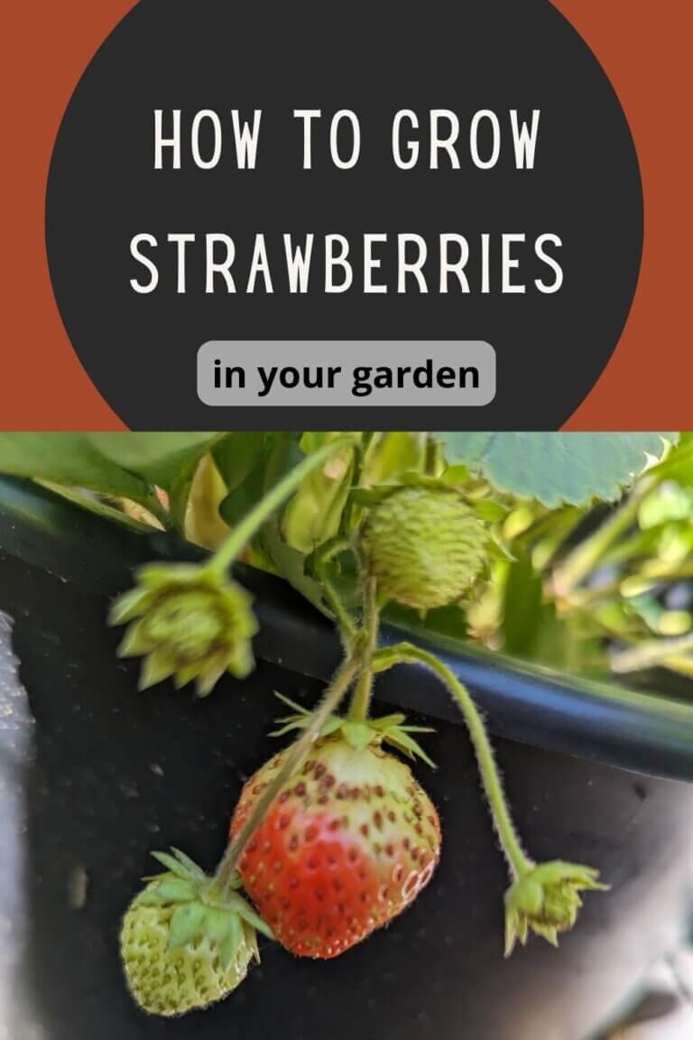 Beginner's Guide on How to Grow Strawberries in Your Garden - Live Life from Scratch