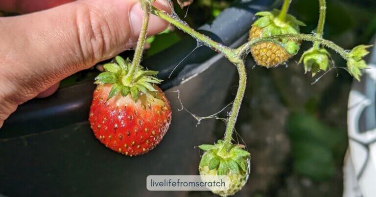 Beginner's Guide on How to Grow Strawberries in Your Garden - Live Life from Scratch