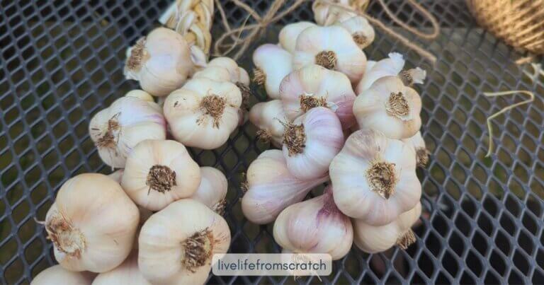 Beginner's guide on how to grow garlic in your garden - Live Life from ...