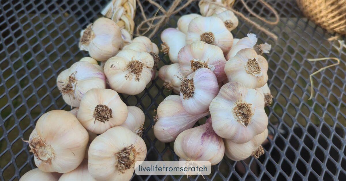 Beginner's guide on how to grow garlic in your garden - Live Life from ...