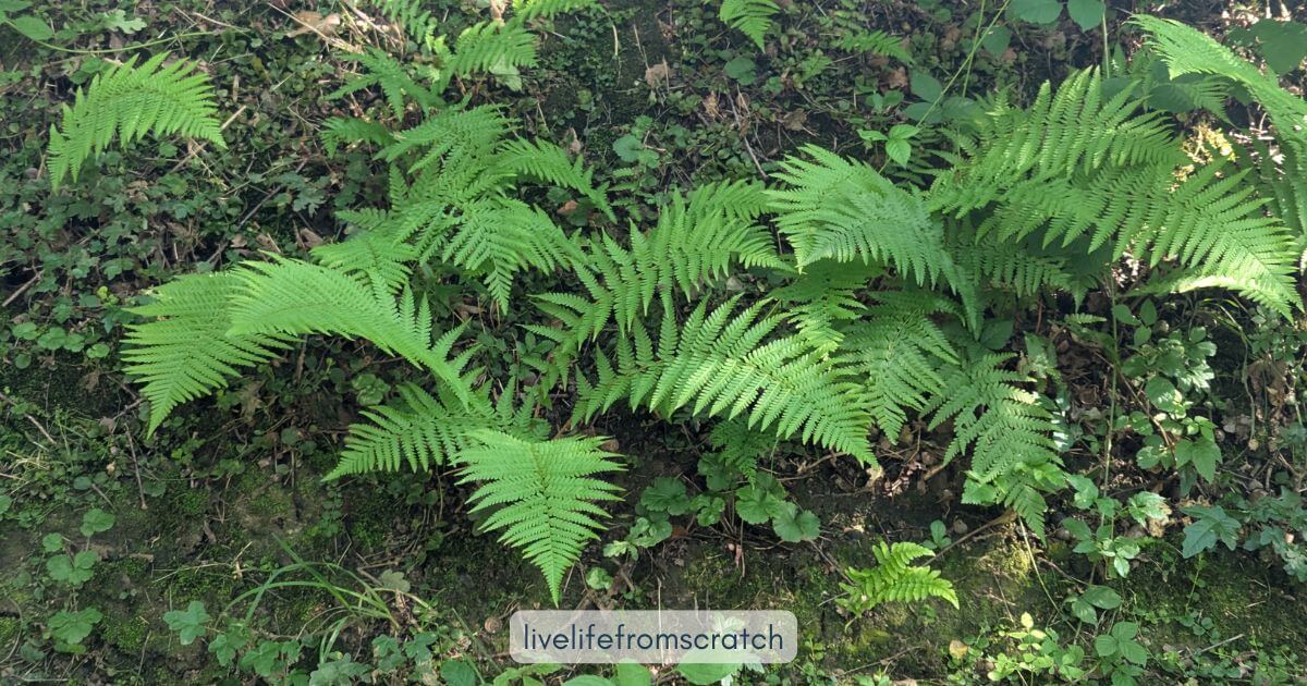 Are Ferns Perennials? A Guide to This Hardy Plant - Live Life from Scratch