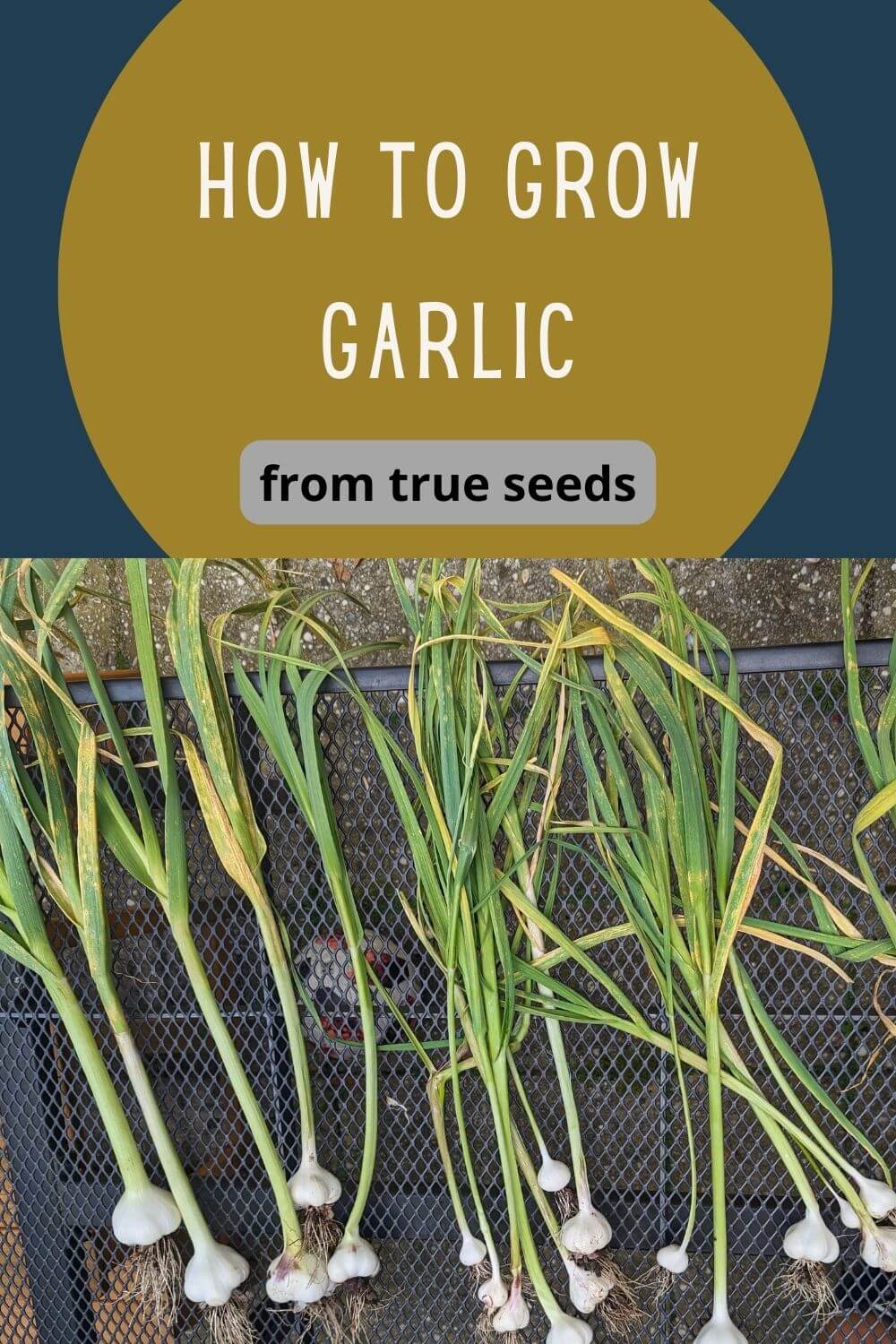 How to Grow Garlic from True Seeds in Your Garden - Live Life from Scratch