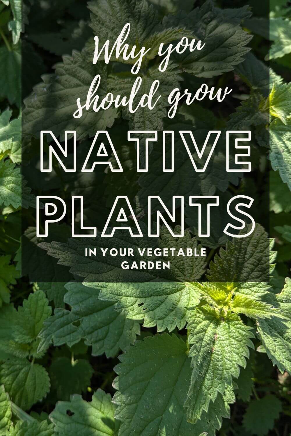 Why You Should Grow Native Plants in Your Garden - Live Life from Scratch